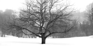 How Winter Affects your Mood | Strategic Psychology
